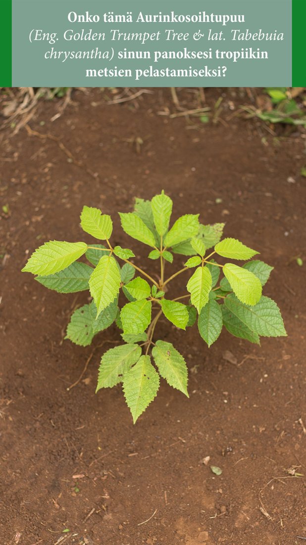 Aurinkosoihtupuu (25 €/vuosi, 5 vuoden ajan) — Osta elämä trooppiselle ...