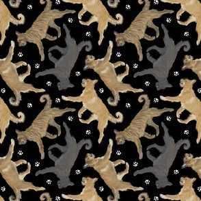 036 picardienpaimenkoira — Ticcaamo