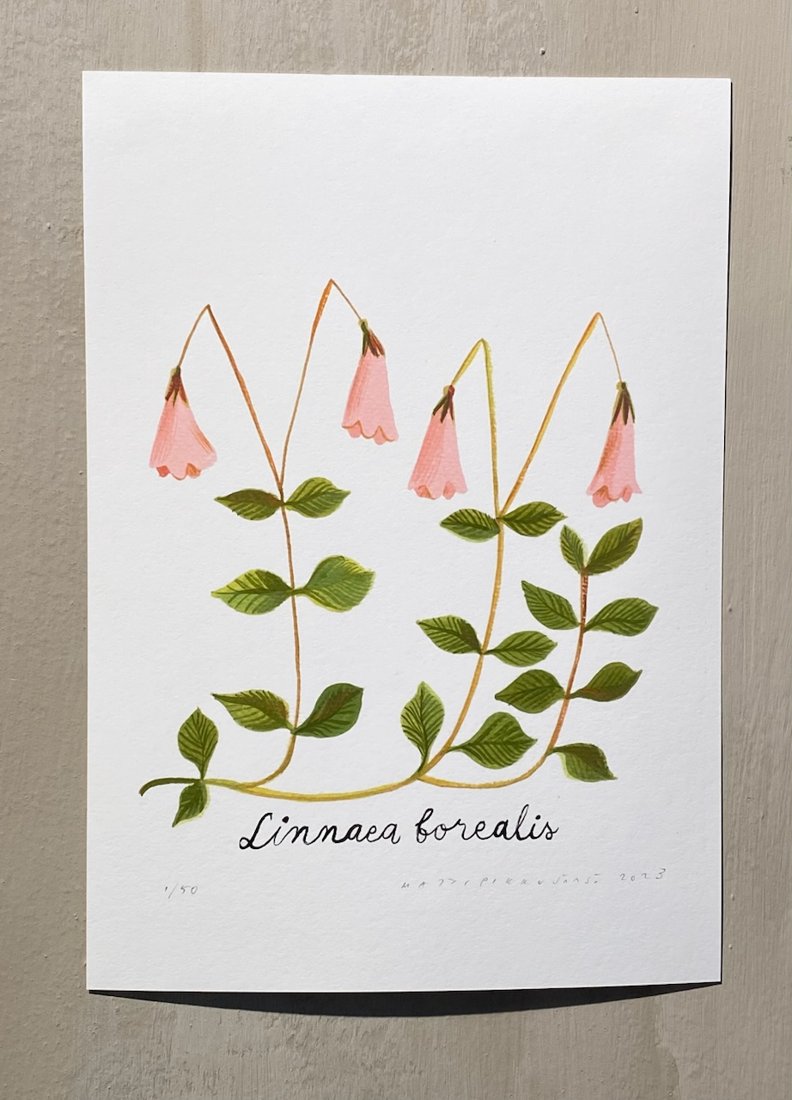 Linnaea borealis / Vanamo — Atelier Matti Pikkujämsä Oy