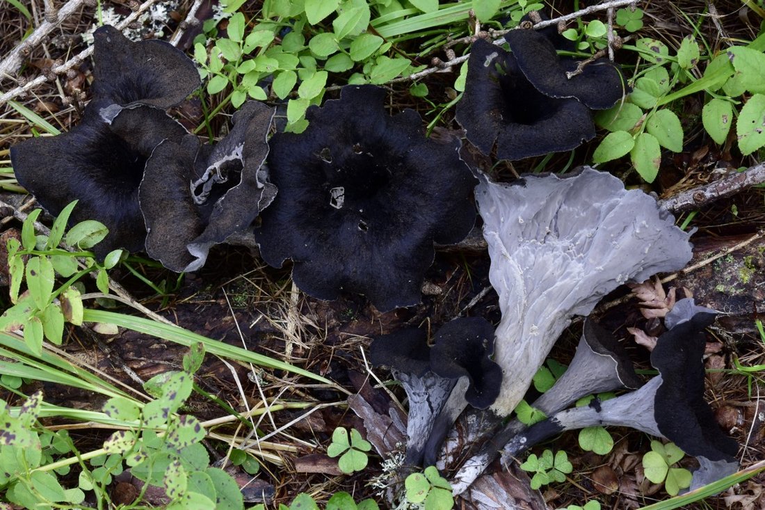 Kuivattu mustatorvisieni 20g — Oma Metsän puoti