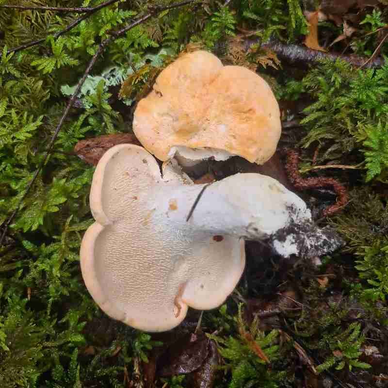 Vaaleaorakas 20g — Oma Metsän puoti